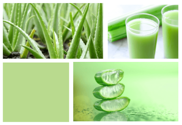 Stitch Fix announces the 2021 color of the year: aloe - Stitch Fix Newsroom